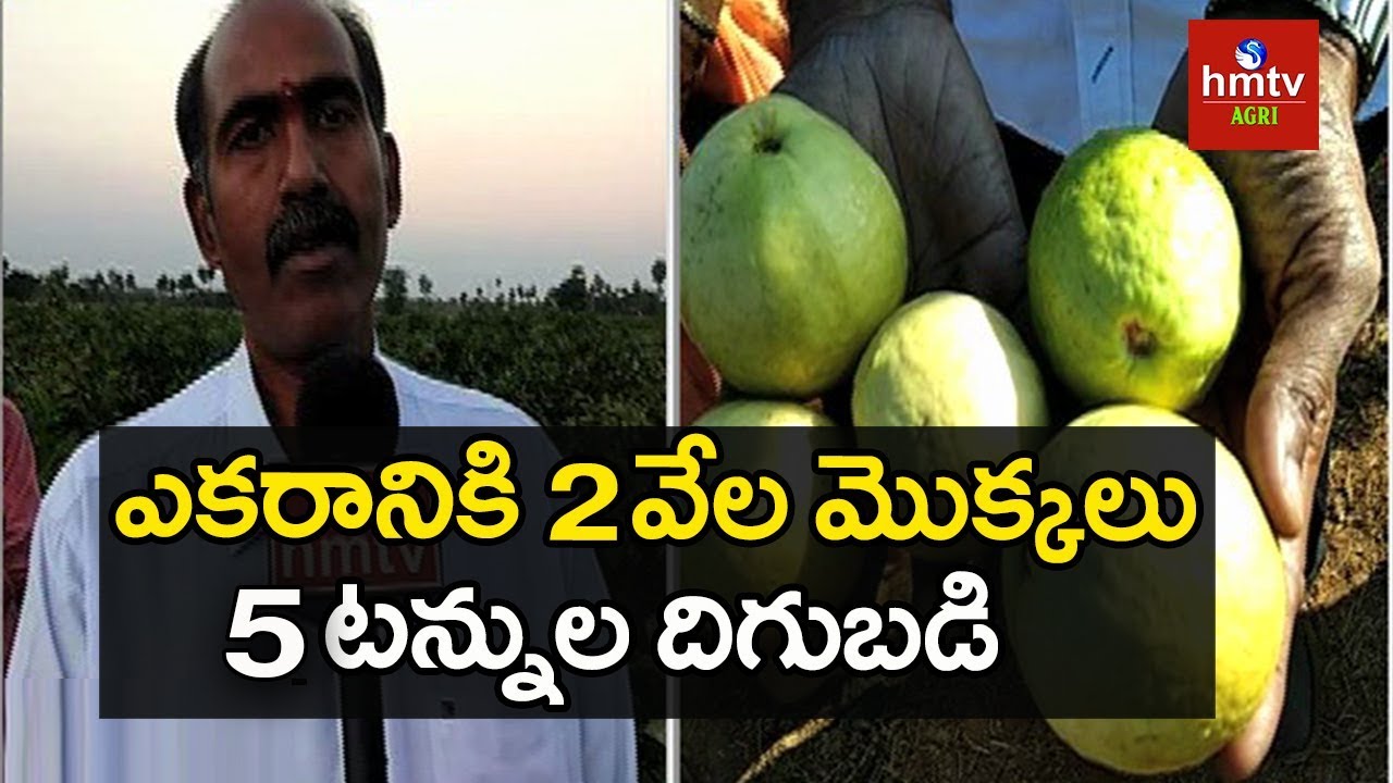 Guava Cultivation in Natural Farming | hmtv Agri - YouTube