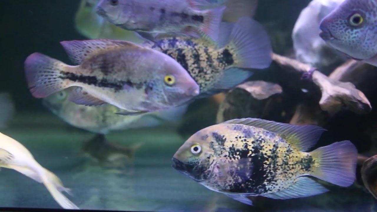 The beautiful south american cichlids; vieja hartwegi & vieja ...