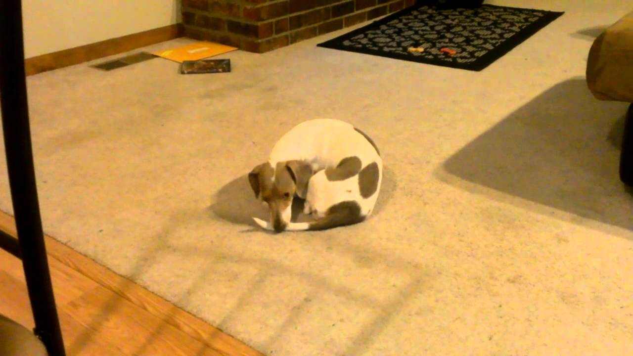 Tetra pursuing her tail. - YouTube