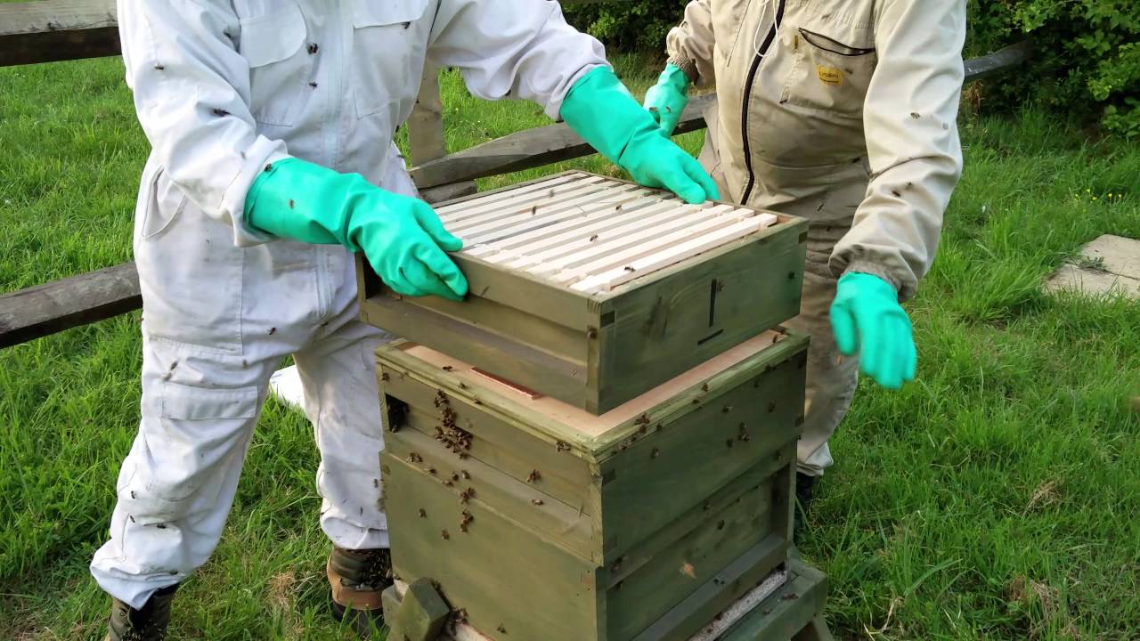 Moving a bee swarm into an empty hive - YouTube