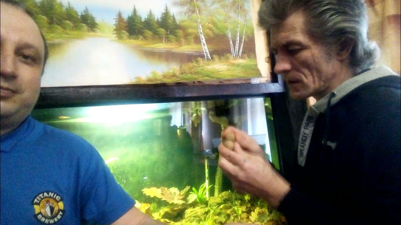 Грунт для аквариума.Какой выбрать грунт? - YouTube