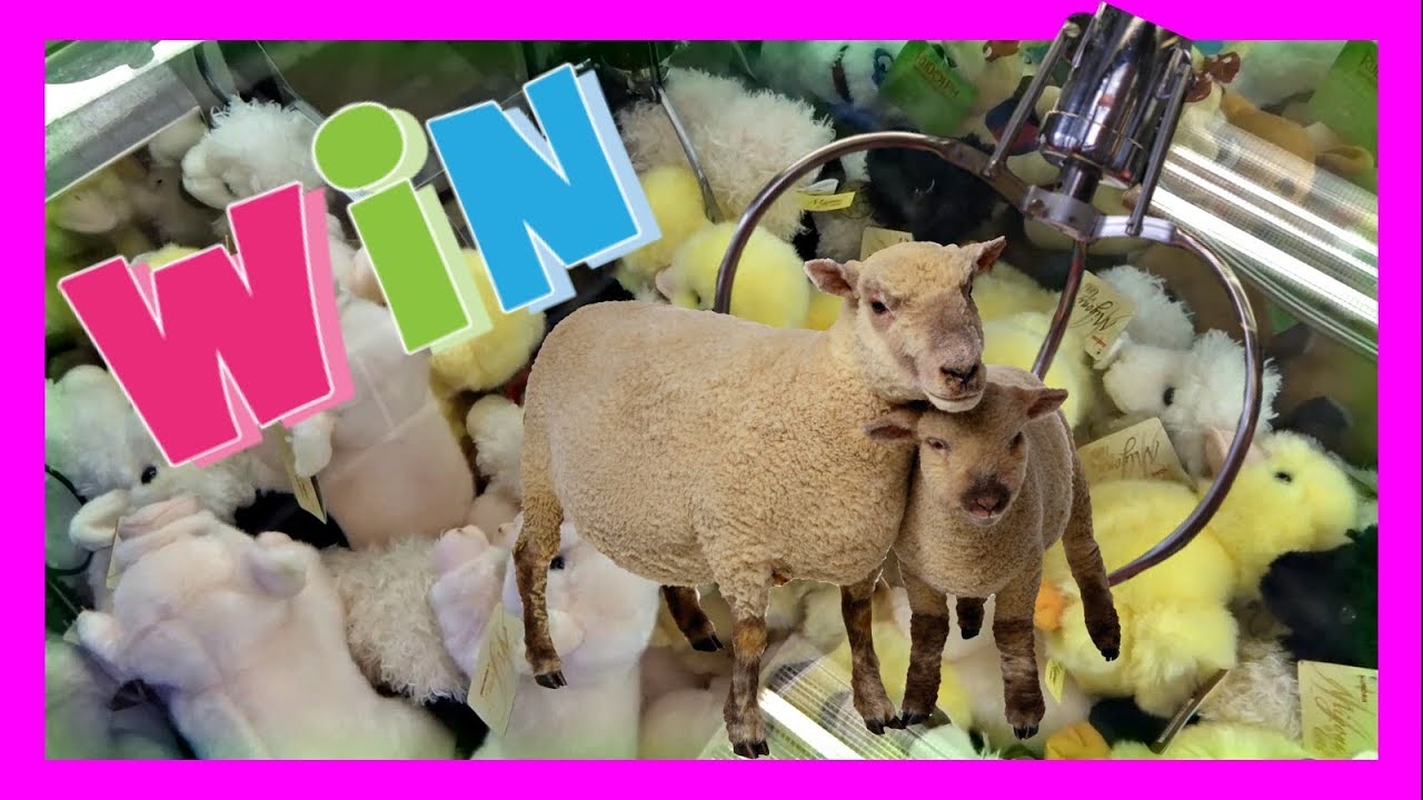 WINNING A SHEEP FROM THE CLAW MACHINE! - YouTube