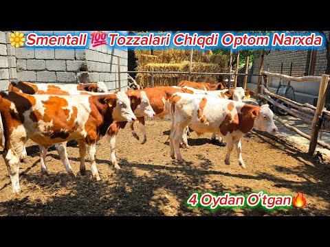 Koʻrib Mazza qiling 🌼Smental🥇 4 Bosh #smental #dangalsavdo #zotmol #buqalar #sotuvda #molboqish #cow