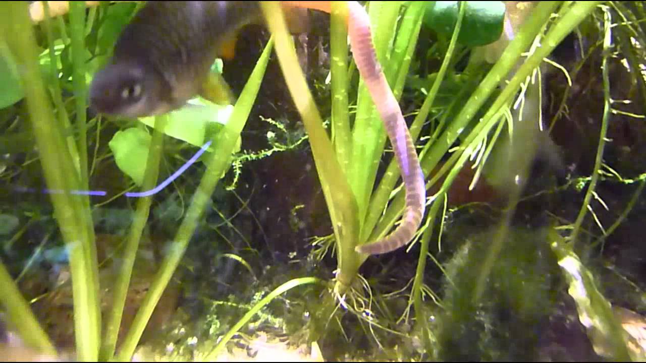 Giant aquatic worm in freshwater tank - YouTube