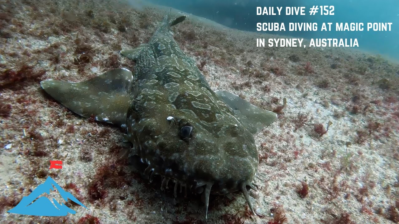 Daily Dive #152 | Scuba Diving at Magic Point in Sydney, Australia ...