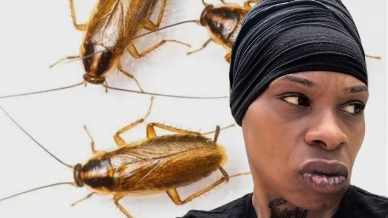 MY FAMILY SURVIVED A ROACH WAR - YouTube