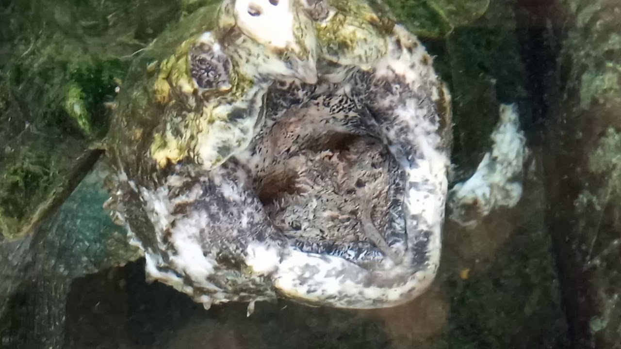 Alligator Turtle Mimic Worm - YouTube