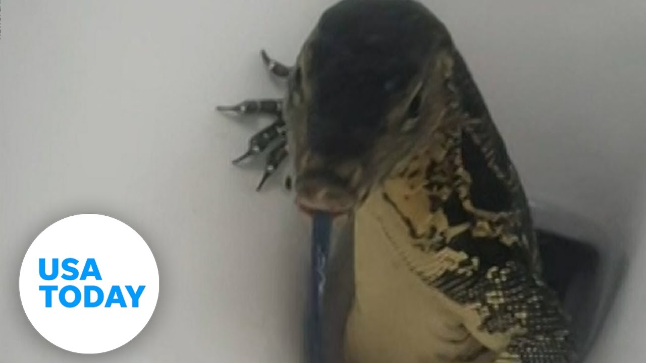 Monitor lizard pops out of woman's toilet | USA TODAY - YouTube