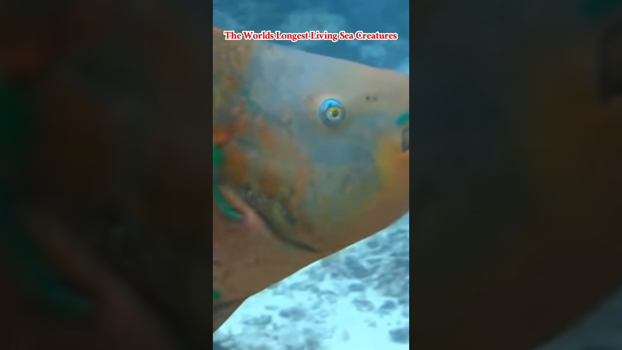 The Worlds Longest Living Fish!!! 👀👀 - YouTube