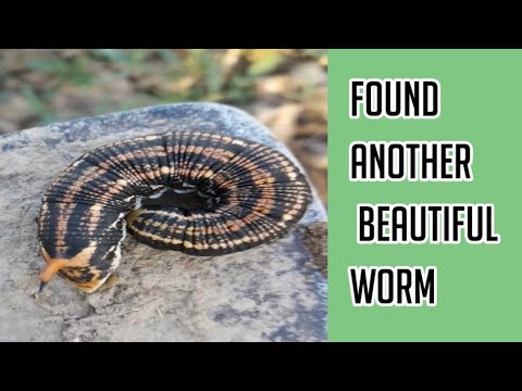 Found another beautiful worm 🪱 #nature #wormszone #agriculture # ...