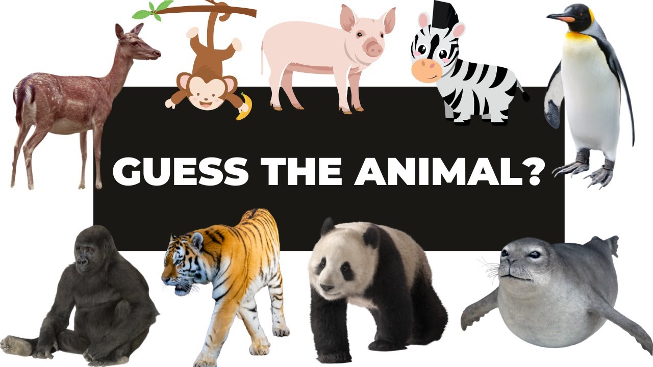 Guess the Animal Game | 50 Animal Quiz | Guess 50 Animals in 8 Minutes ...