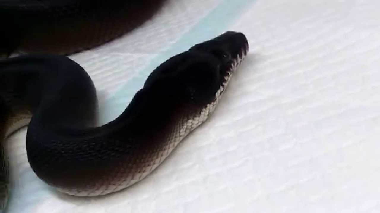 アルバーティスパイソンLeiopython albertisii （White-lipped Python）キミカブラック - YouTube