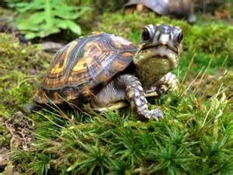 Baby Box Turtle taking First BITE ever (mealworms) - YouTube