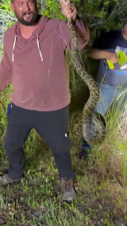 First Burmese Python Catch - YouTube