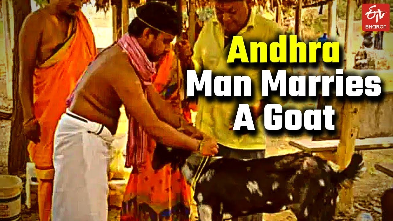 Andhra Man Marries A Goat in Hopes of Finding a Real Wife | ETV Bharat ...