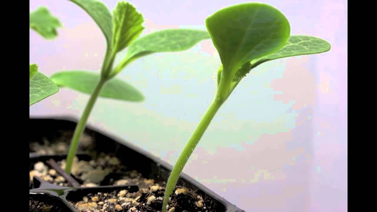 Time Lapse Film Of Growing Seeds - YouTube