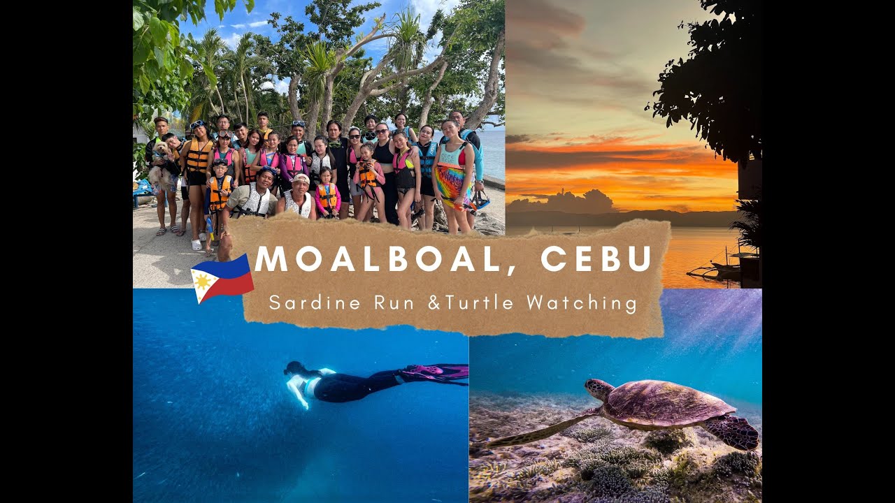 Moalboal Sardine Run and Turtle Watching 2022 | CEBU Island Life ...