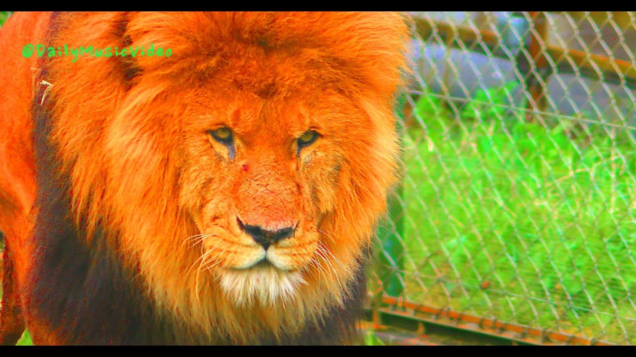 Wildlife V @DailyMusicVideo: Bring Peace To Earth and Save Wilderness ...