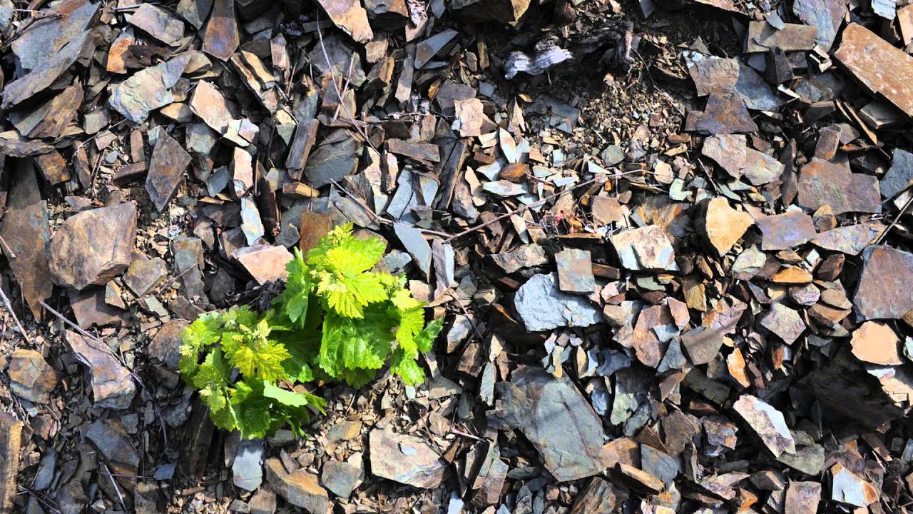 La llicorella de la DOQ Priorat - YouTube