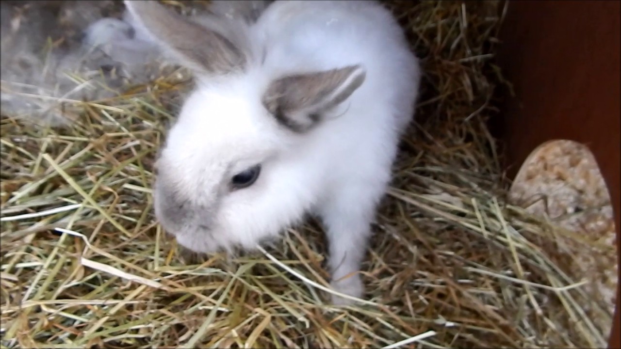Sky nursing 1 week old rabbit babies / helping a runt to feed - YouTube