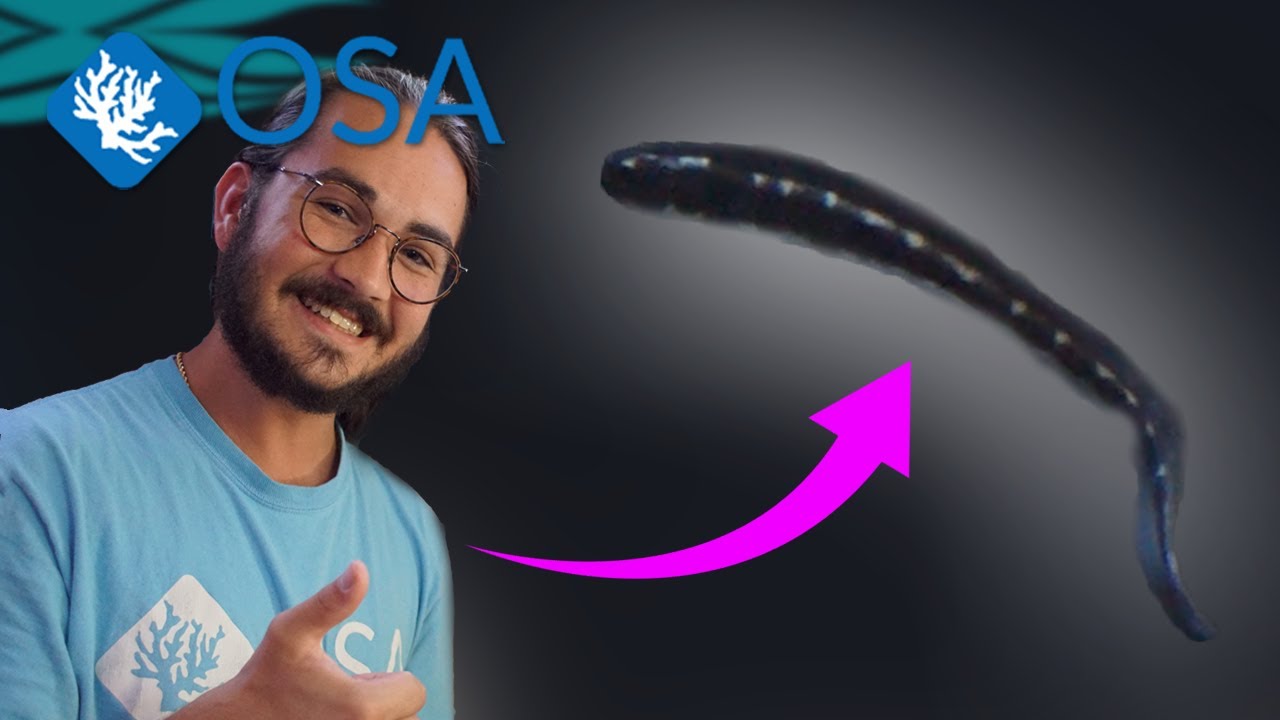 The Engineer Goby - An Underrated Saltwater Fish - YouTube