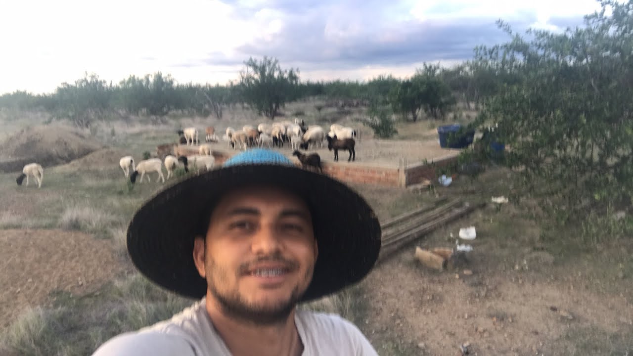 Vida na roça (LIVE) - YouTube