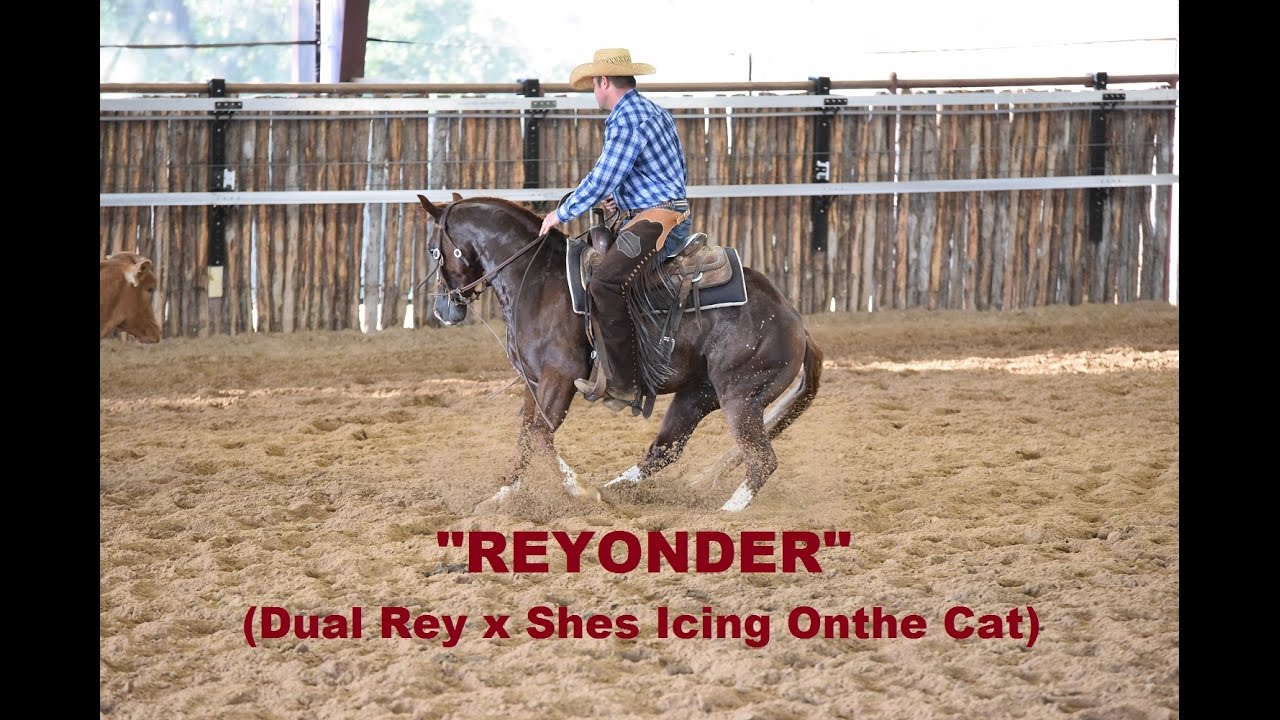 REYONDER 2014 Stallion Dual Rey x Shes Icing Onthe Cat - YouTube