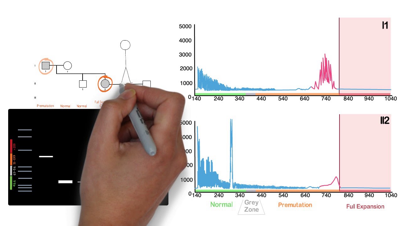 Repeat Expansion Diagnostic Techniques Part 2 - Repeat Primed PCR - YouTube