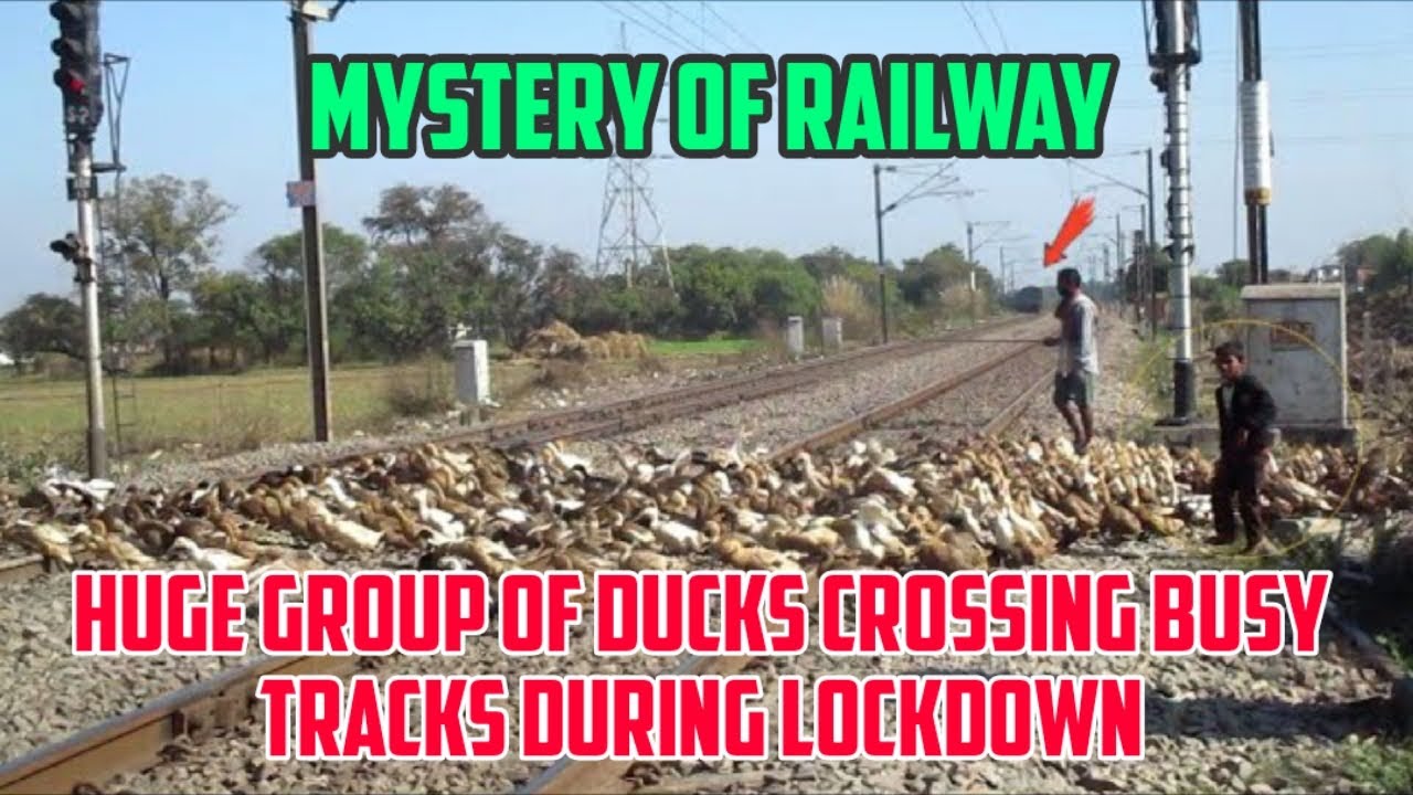 Huge Group Of Ducks Crossing Tracks During Lockdown!! - YouTube