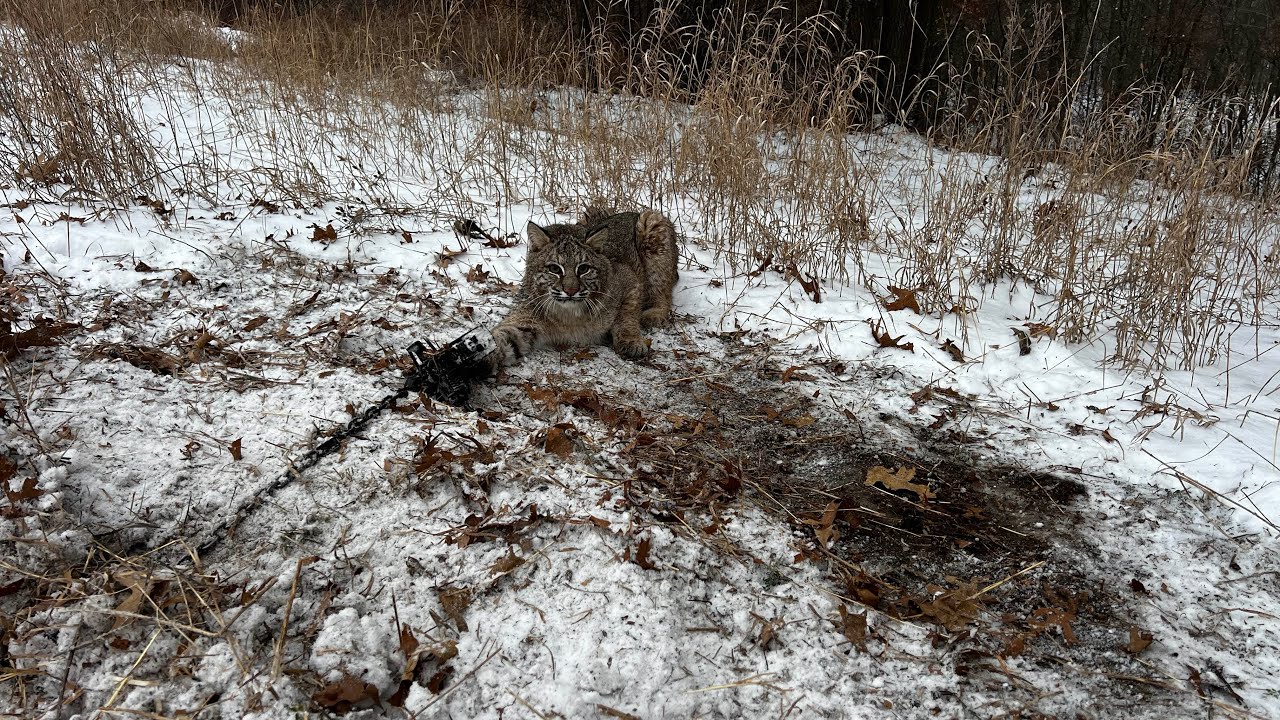 Bobcat Catch & Release - Northern Wisconsin - YouTube