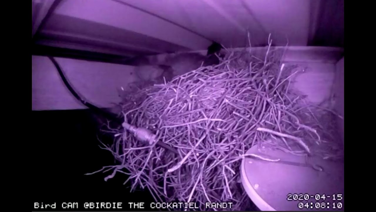 Live stream of Blue Jay bird nest cam _ bird live cam - YouTube