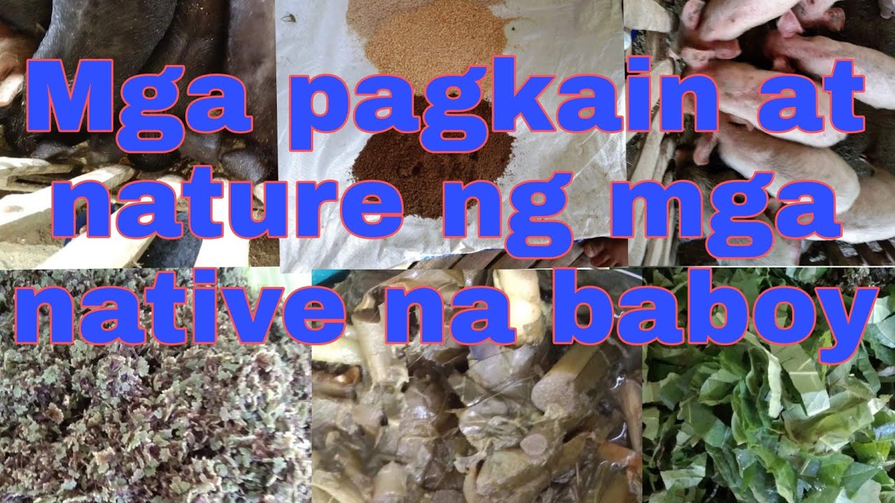 mga pagkain at nature ng native na baboy - YouTube