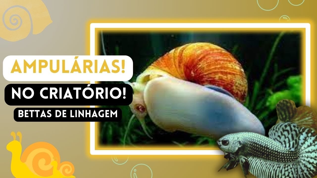 Ampulárias no criatório! Bettas de linhagem | Anderson Meneguetti - YouTube