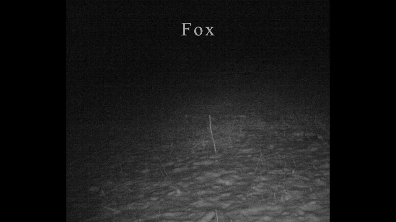 Trail camera time lapse - YouTube