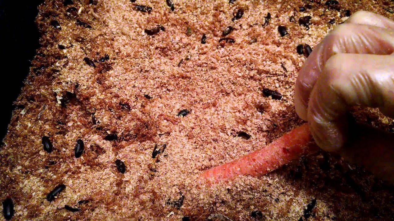 Meal worm factory - YouTube