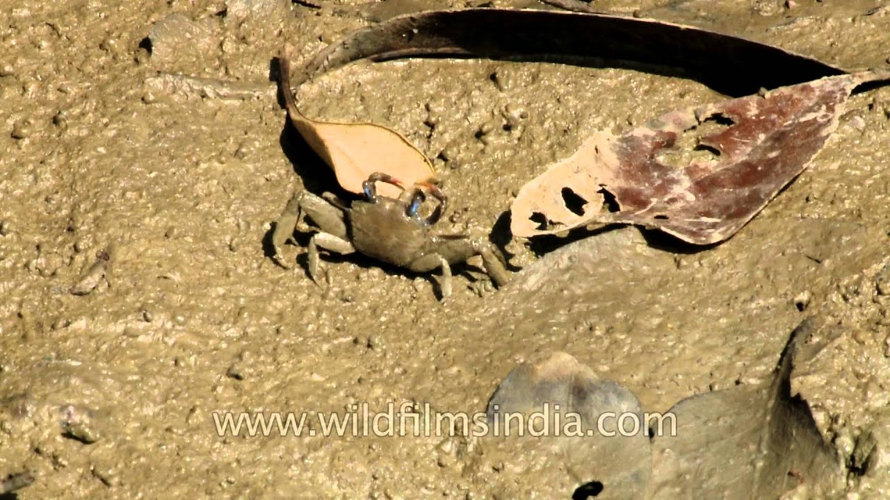 Fiddler crab drags a leaf into its burrow - YouTube