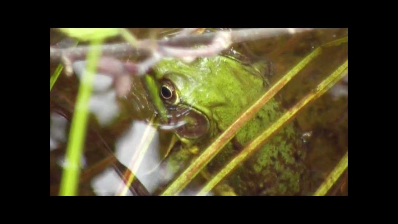 Frogs in Newfoundland - YouTube
