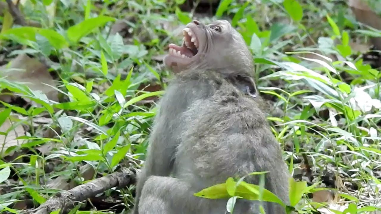 Very Pity Poor Baby Monkey Cry Loudly Nearly - Why Big Monkey Fight ...