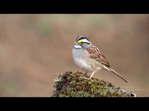 White-throated Sparrow Sings - 4k