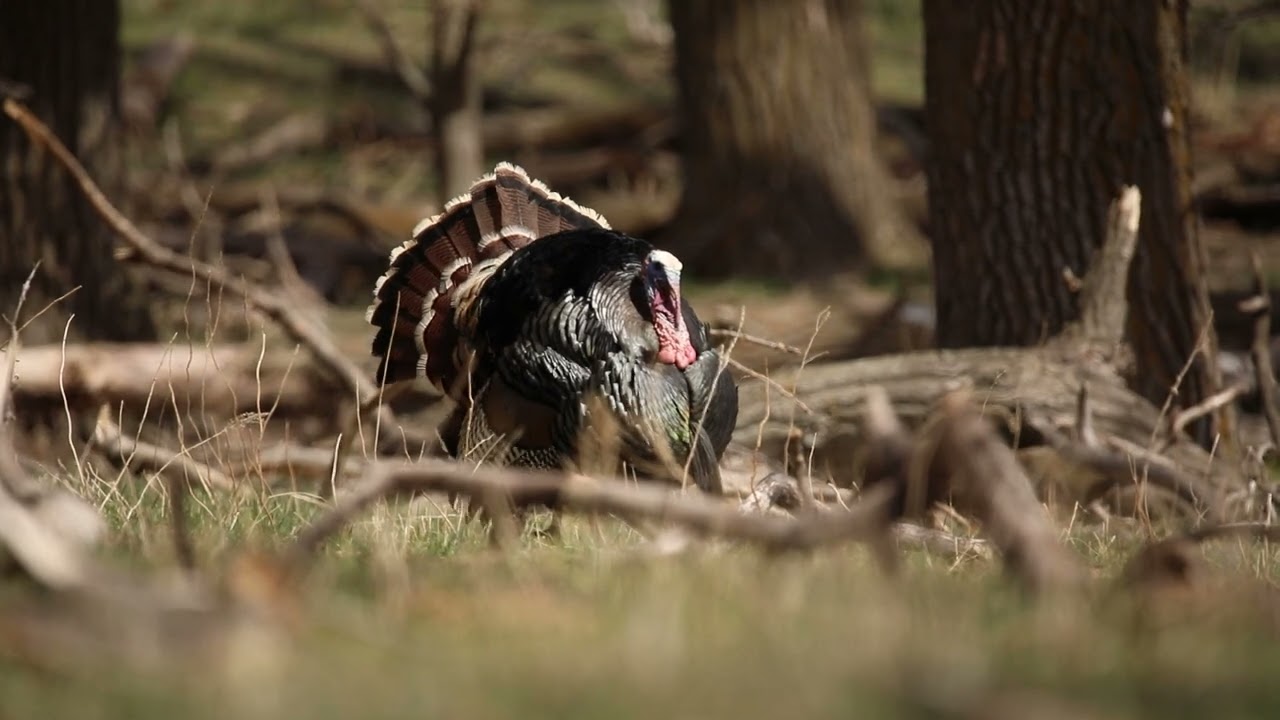 BEAU HUNTING - "Midwest Merriam's" Pt. 1 - Episode 2 - YouTube