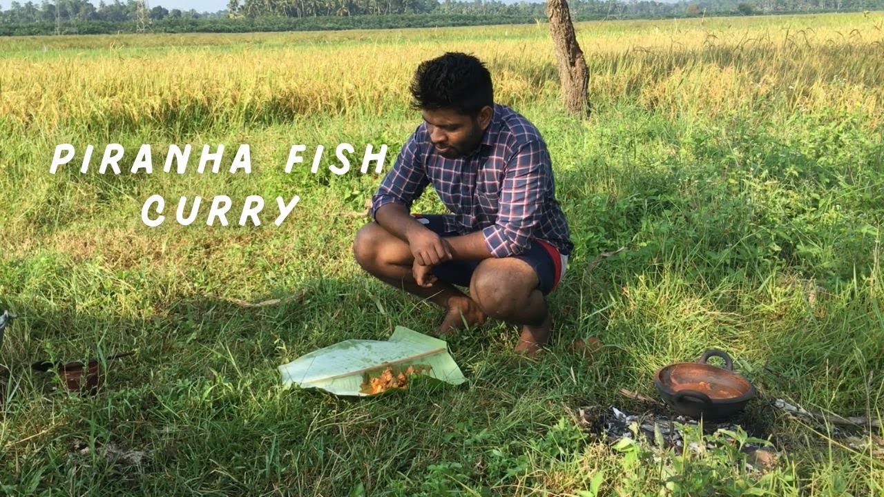 Piranha fish curry | sri lankan boy cooking piranha fish (pothubari) in ...