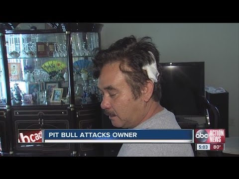Pit bull attacks owner during family argument