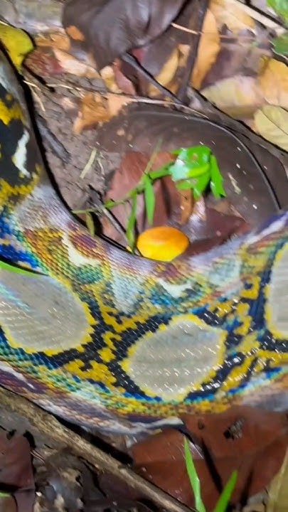 big python - YouTube