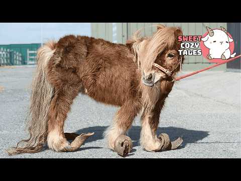 His Hooves Were Curled Beyond Repair — But His Heart Was Still Open