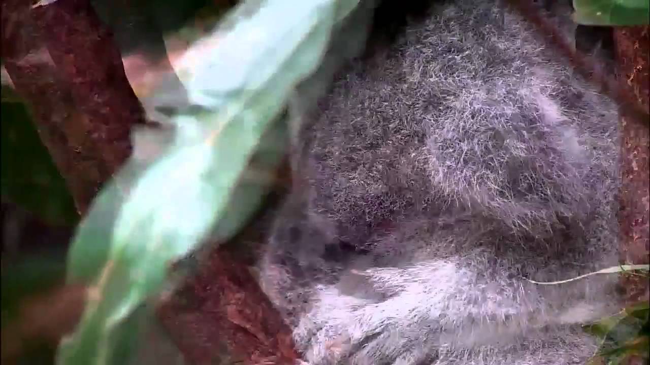 Ching Chong Wing Wong - YouTube