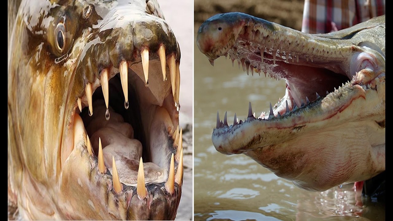 10 Monstruos De Rio Que No Creeras Que Existen - YouTube