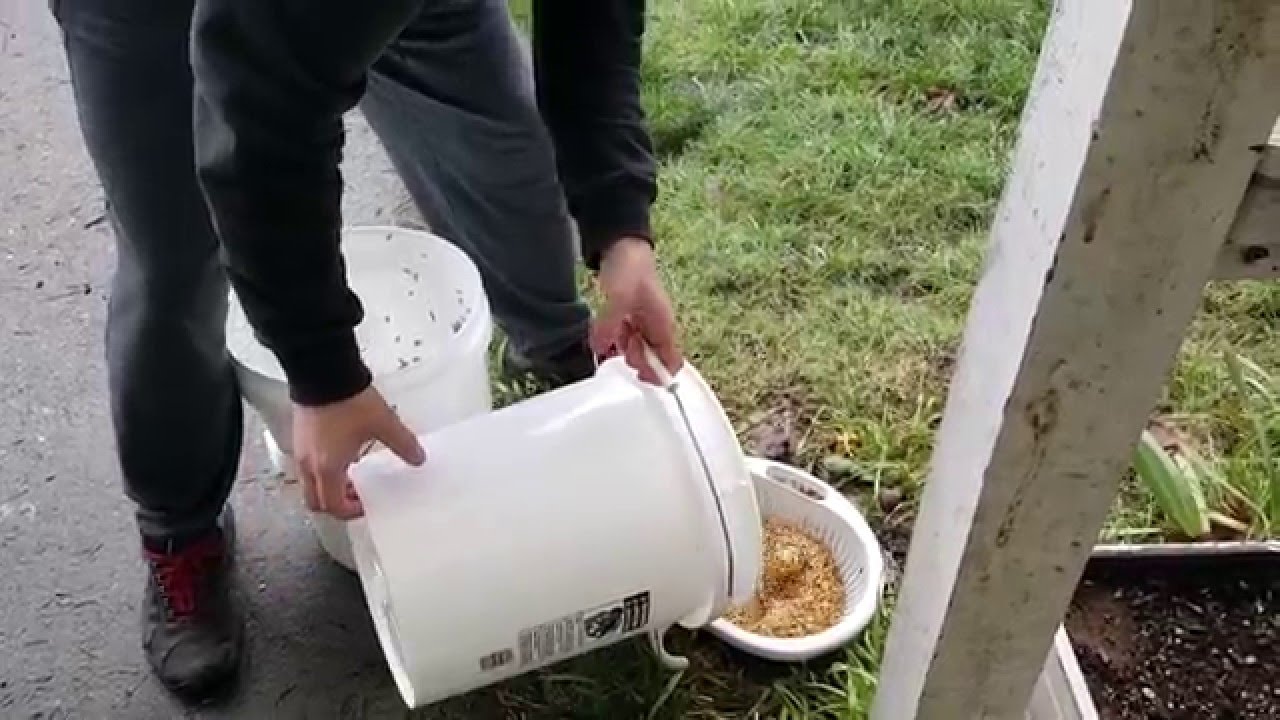 Step by Step Instructions for our Barley Fodder Growing System - YouTube