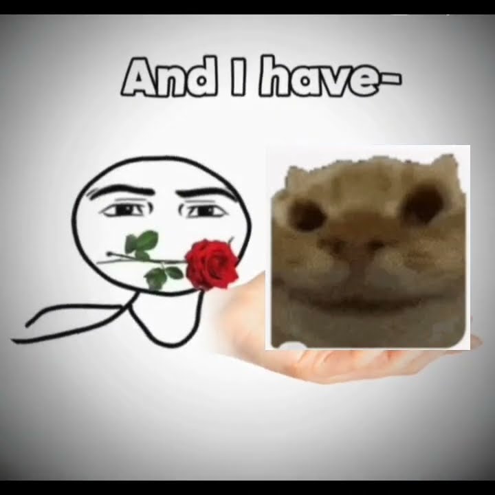 bobek #brazil #cat #jjk #meme - YouTube