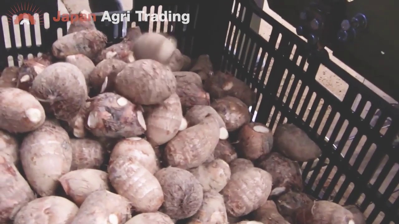 Taro Hair Cutting and Removing Machine 200-300 kg per hour - YouTube