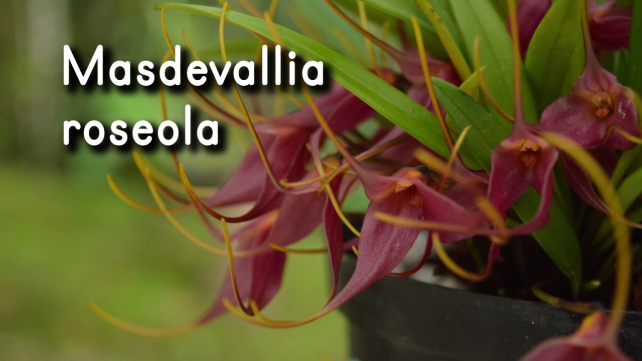 Orquídea de la semana: Masdevallia roseola - YouTube